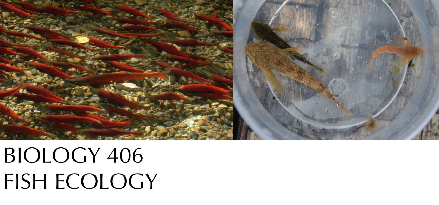 Search results | UNBCMoodle